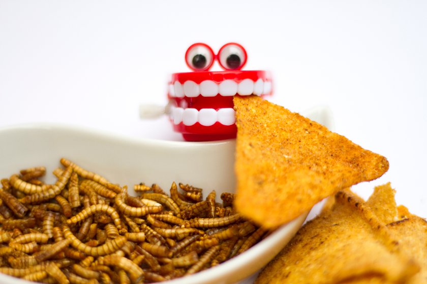 Edible Insect and Superfoods Snacks – 21bites